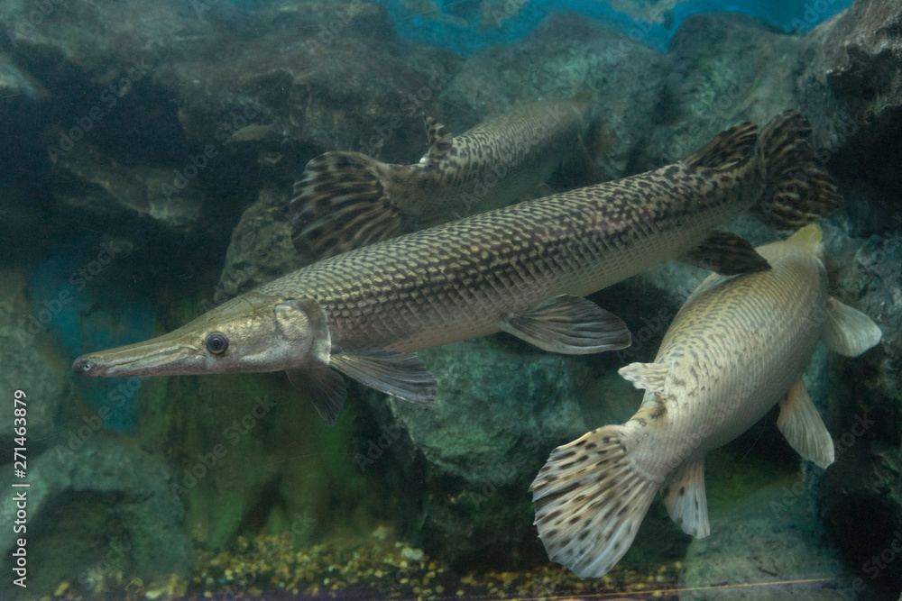 Alligator gar fish in aquarium tank. Stock Photo | Adobe Stock