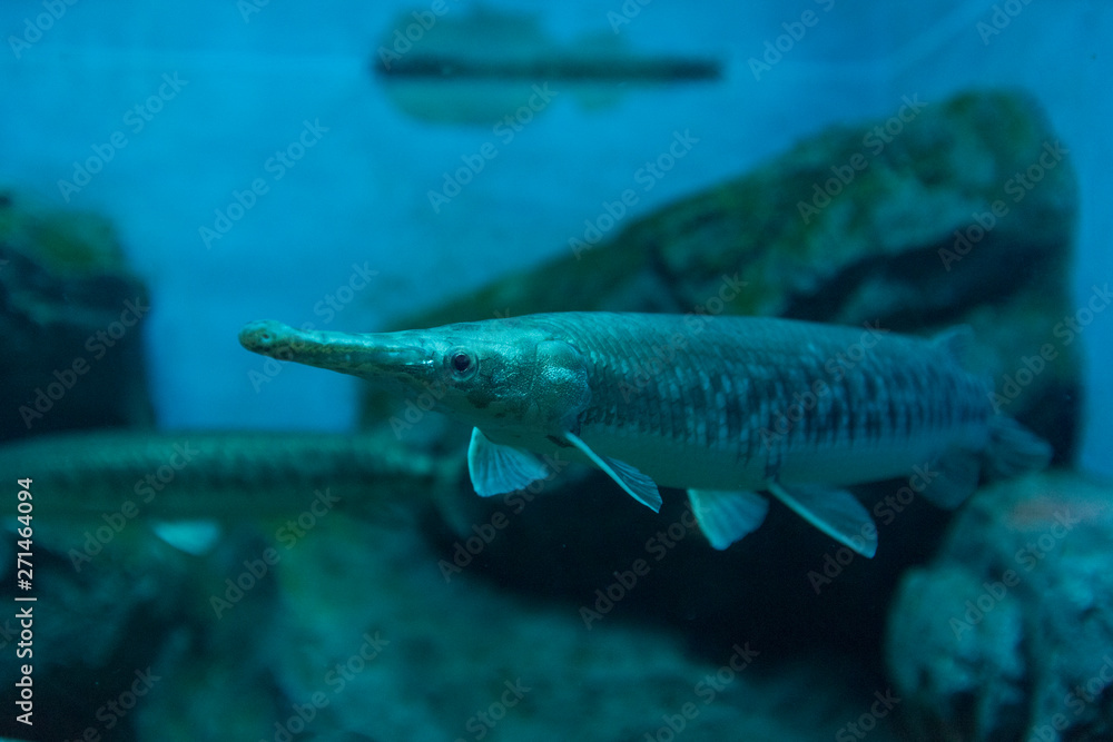 Alligator gar fish in aquarium tank. Stock Photo | Adobe Stock