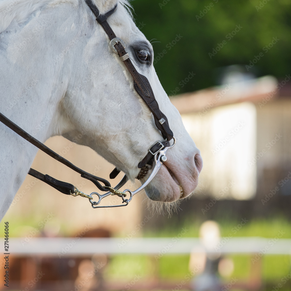 Head of gray Quarter horse in western style bridle. Portrait close up ...
