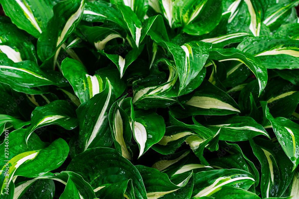 Green and white hosta plant. Hosta plants with wet leaves. Rain covered ...