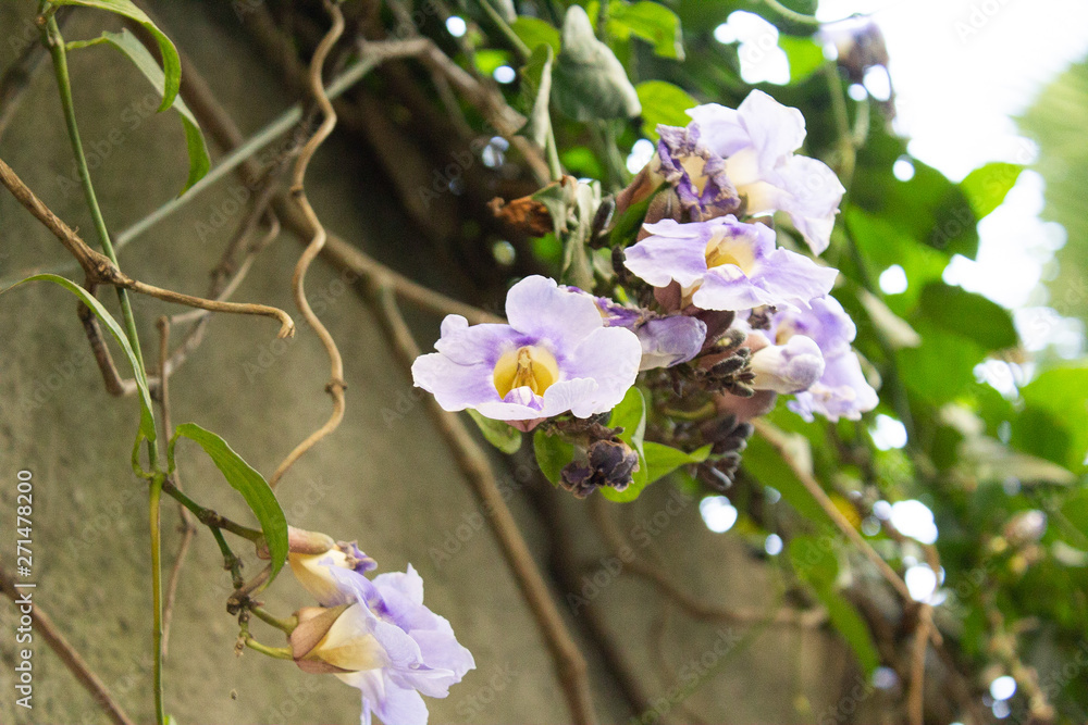 flores purpura Stock Photo | Adobe Stock