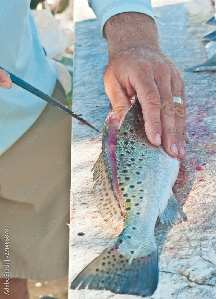 top view, close distance, of the hands of a fisherman ,filleting and ...