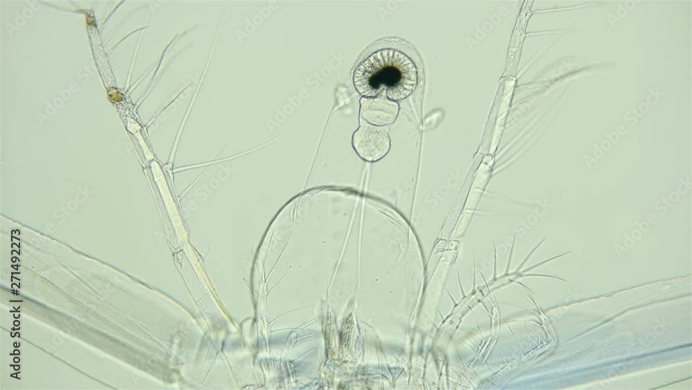 Vidéo Stock zooplankton under a microscope, Cladocera Leptodora ...