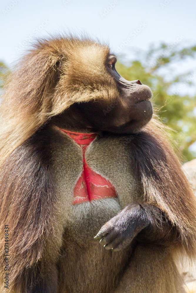 Gelada Baboon also known as Bleeding heart monkey endemic only in ...
