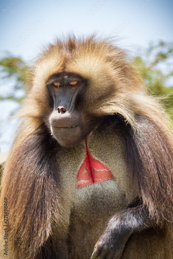 Gelada Baboon also known as Bleeding heart monkey endemic only in ...