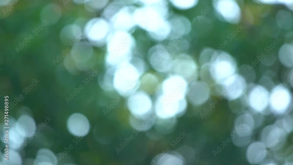 Blurry green color 4k video of defocused fresh green foliage of old ...