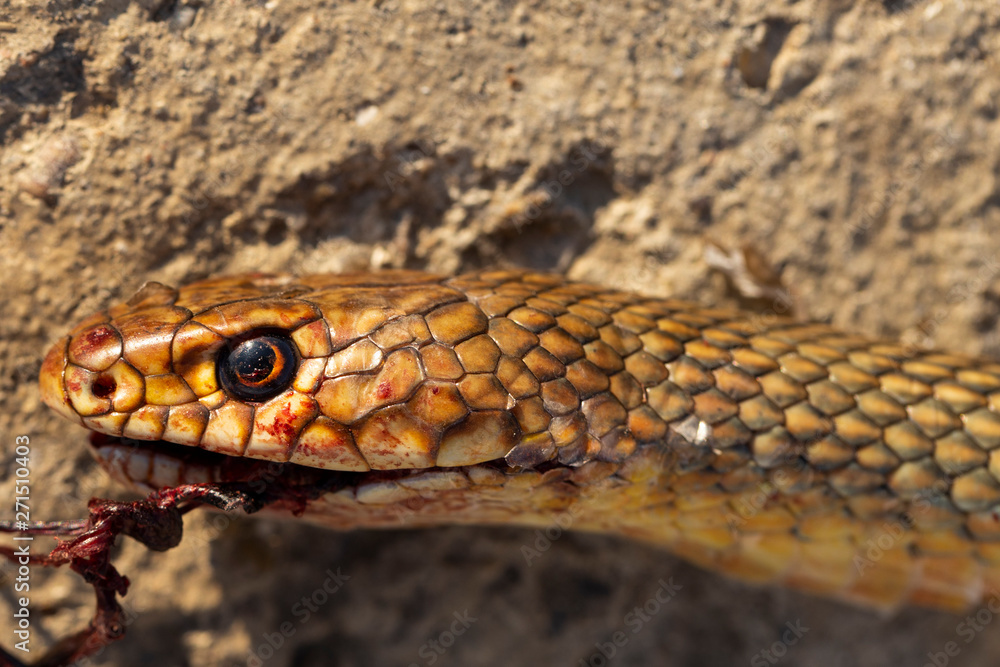Dead snake. Head close-up. Road wars - death of a Reptile from the car ...