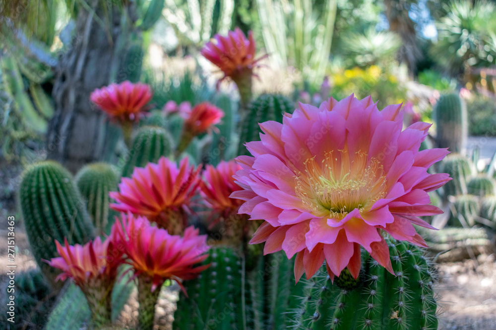 Red Cactus Flower