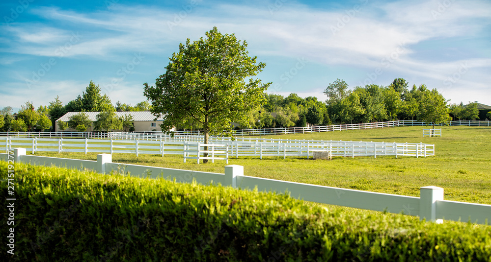 Thoroughbred race horse breeding farm. Stud farm. Stock Photo | Adobe Stock