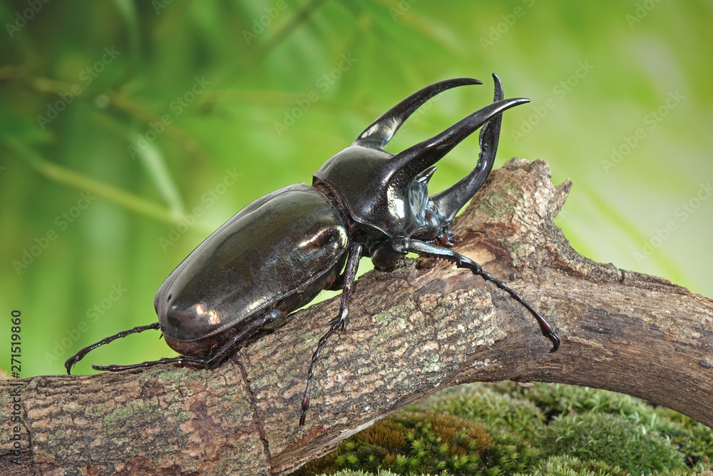 Atlas beetle (Scientific name : Chalcosoma atlas) , famous exotic pets ...