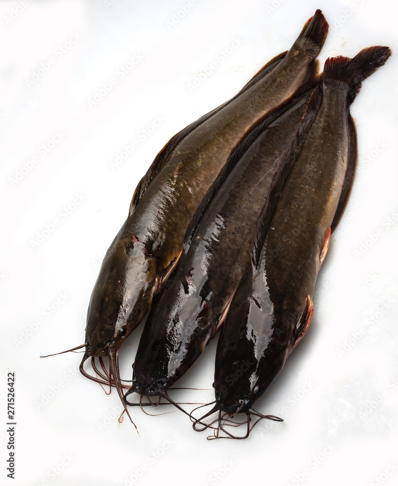 The catfish (Ariopsis felis). Isolated on white background Stock Photo ...