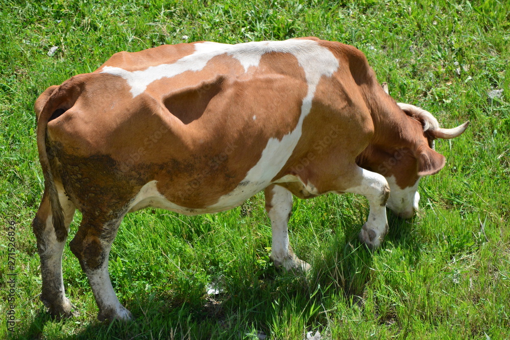 cow, animal, farm, grass, cattle, field, meadow, agriculture, pasture ...