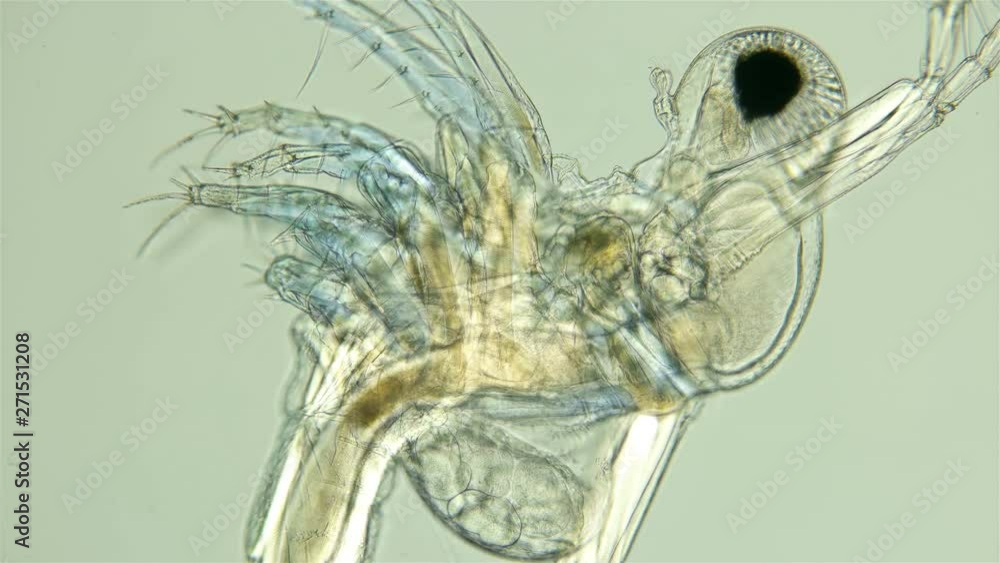 Vidéo Stock zooplankton under a microscope, prickly water flea ...