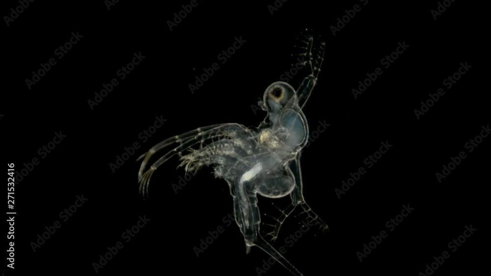 zooplankton under a microscope, prickly water flea Bythotrephes ...