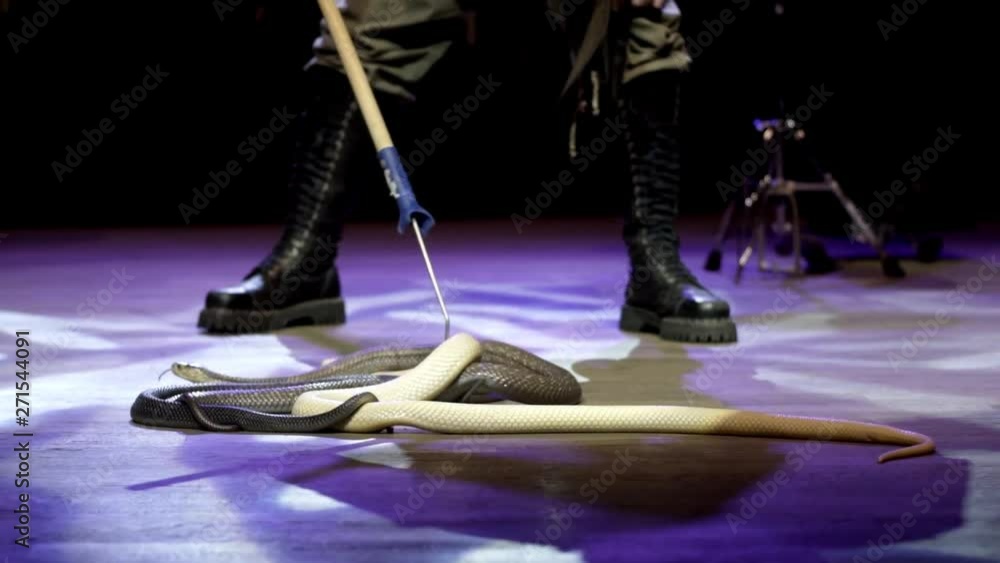 Snake charmer in circus. Action. Close-up of snake charmer controls ...