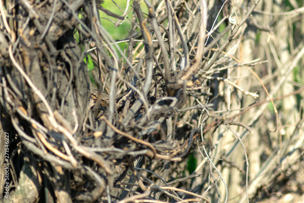 dry branches, dry vine texture background. wooden texture with bokeh ...