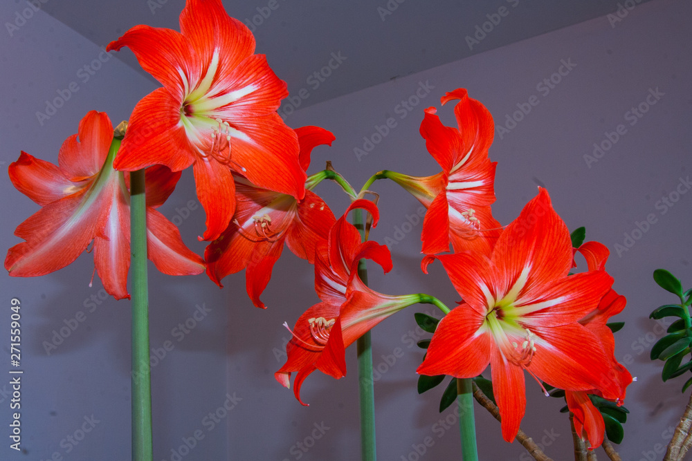 Vallota purpurea is a genus of perennial houseplants Stock Photo ...