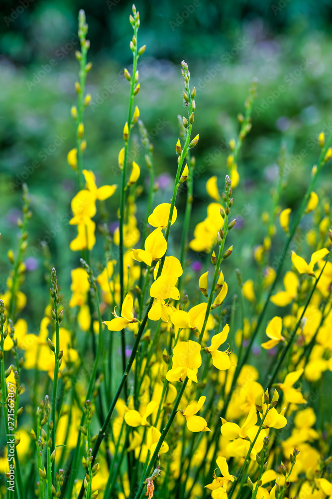 Genestra Flower Yellow | Best Flower Site