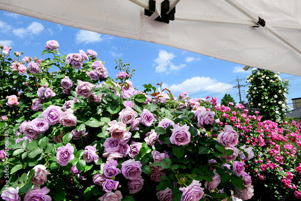 Beautiful rose flowers in full bloom during Rose Festival at Keisei ...