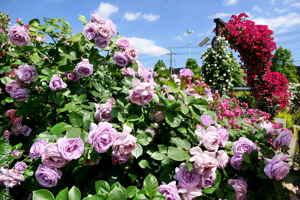 Beautiful rose flowers in full bloom during Rose Festival at Keisei ...