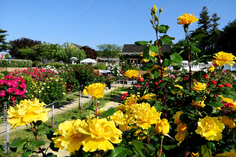 Beautiful rose flowers in full bloom during Rose Festival at Keisei ...