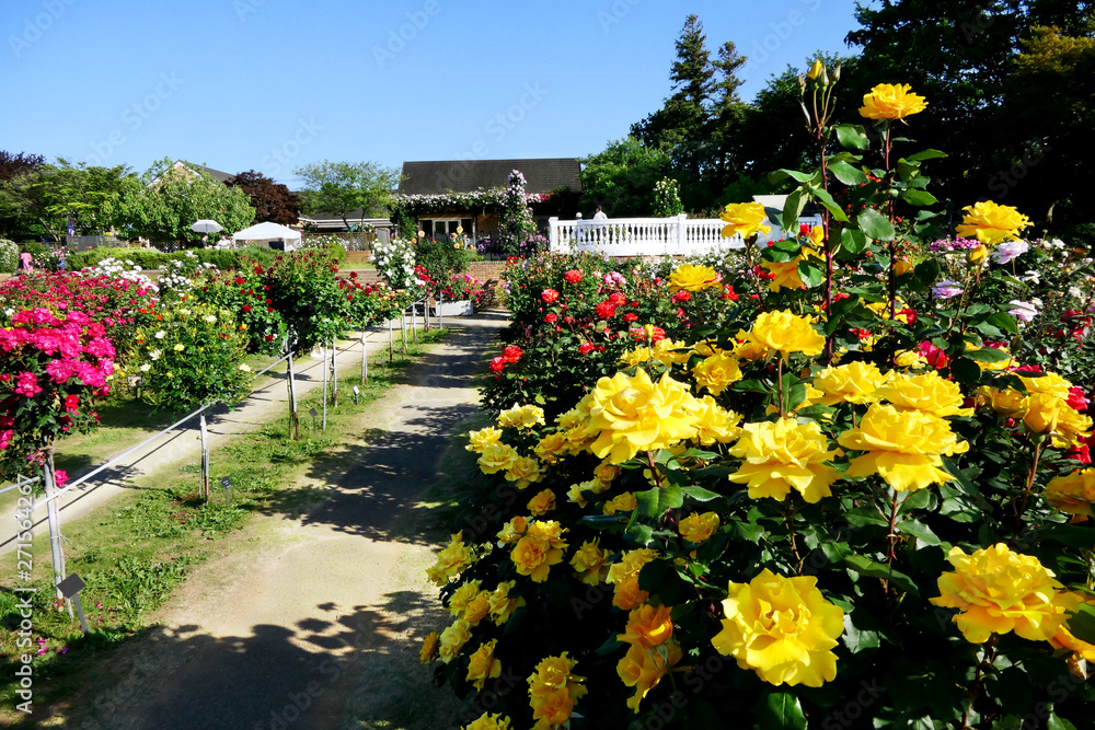 Beautiful rose flowers in full bloom during Rose Festival at Keisei ...