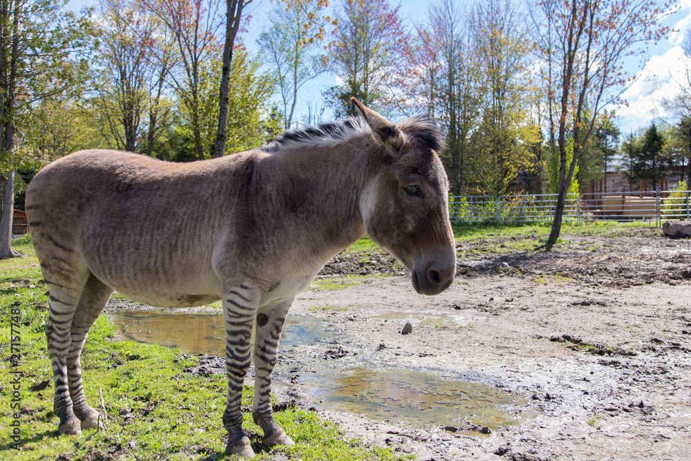 Backlit zebra-donkey hybrid standing in profile in pen staring ahead ...