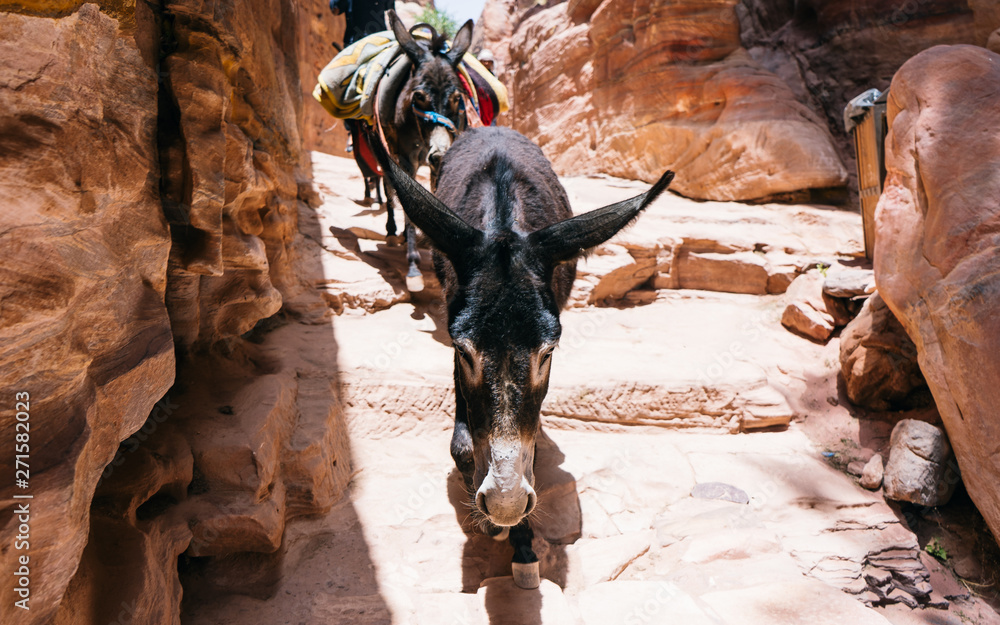 Tamed donkey highland desert rocky farming animal portrait on a leash ...