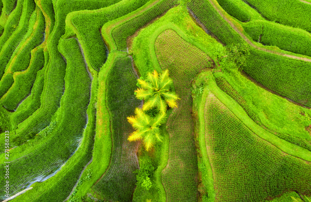 Aerial view of rice terraces. Agricultural landscape from the air. Rice ...