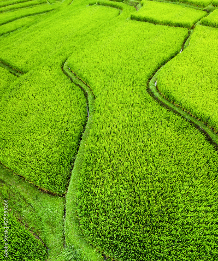 Aerial view of rice terraces. Agricultural landscape from the air. Rice ...