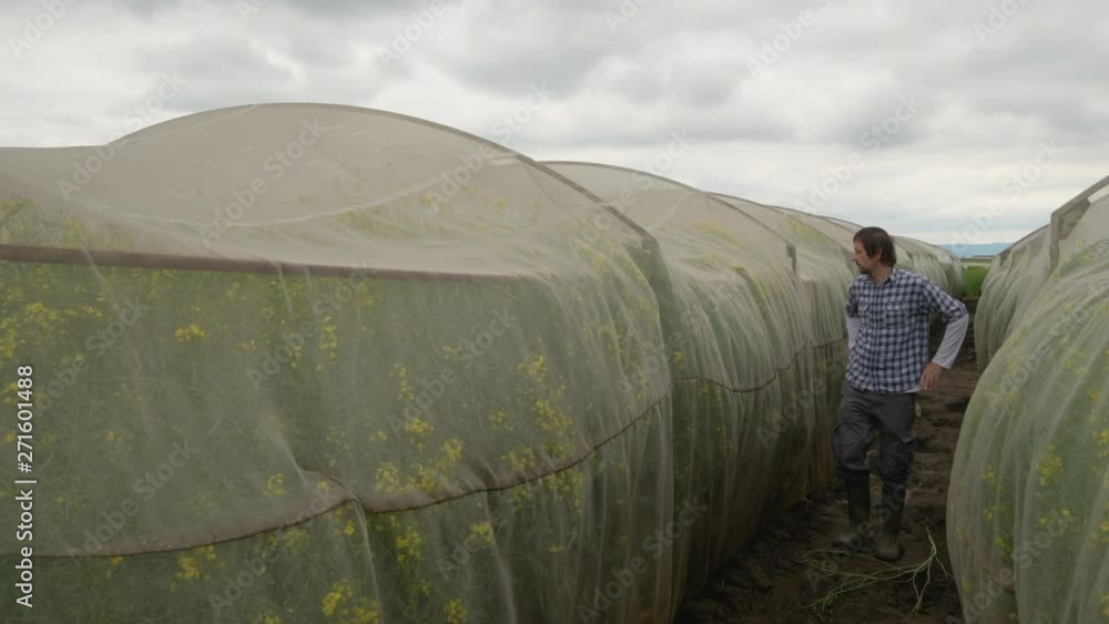 Farmer examining organic farm sustainable growing of oilseed rape Stock ...