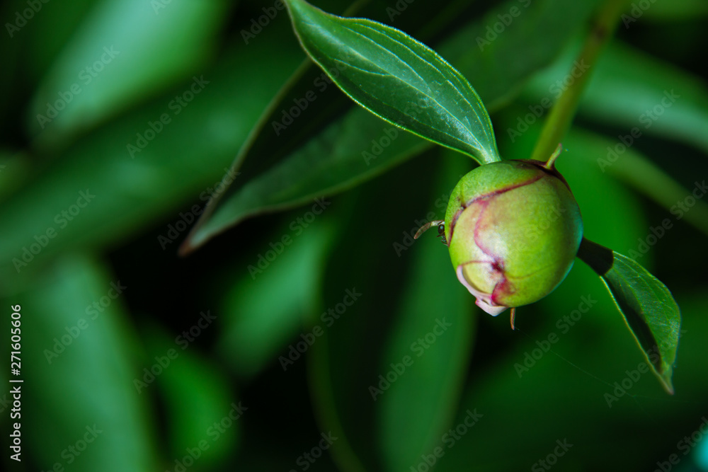 Small black ants creep on young peony bud in macro. Green pink unblown ...