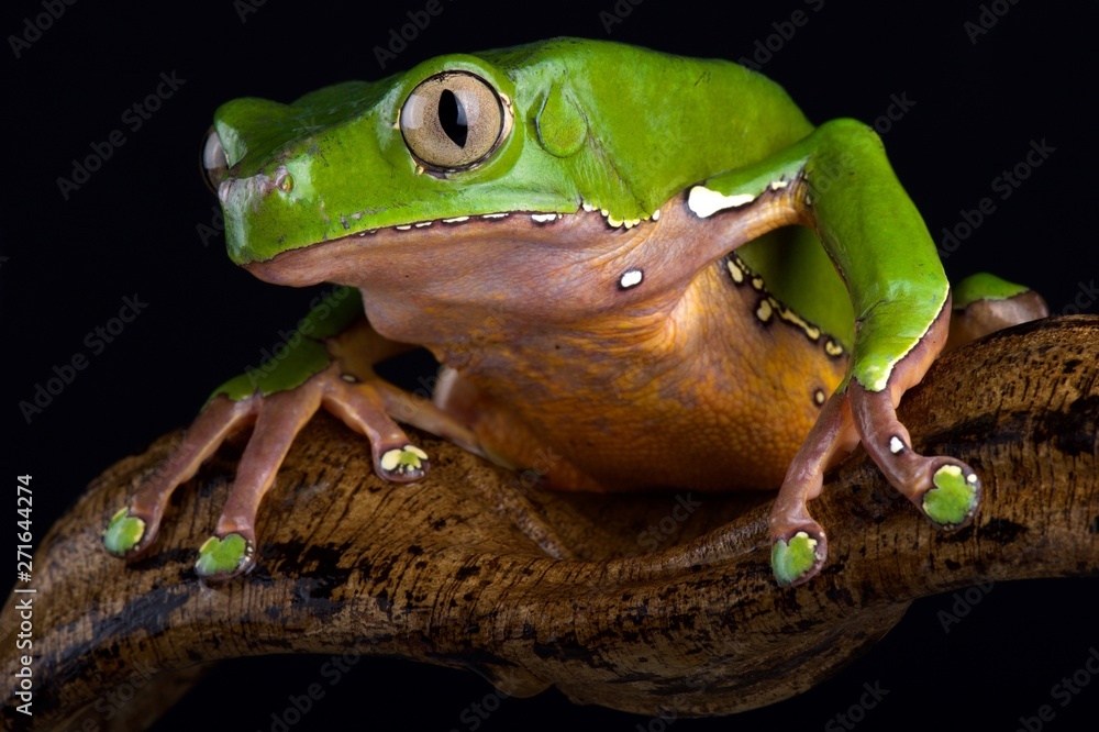 Las ranas y sus diferentes características – Beagle Nauta