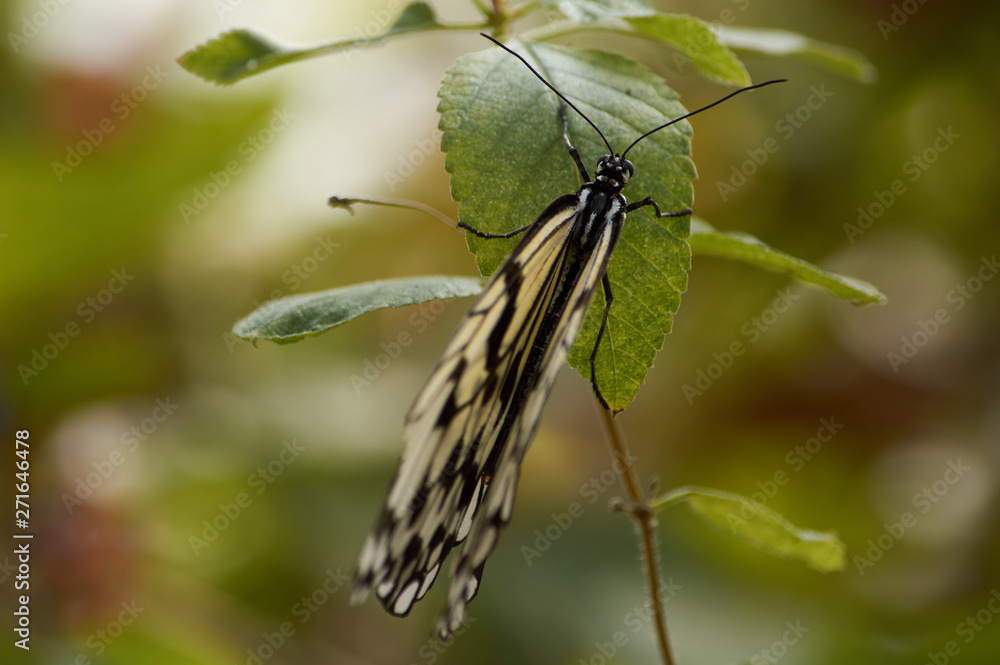 Rice Paper Butterfly (Idea leuconoe) or The Paper Kite Butterfly in ...