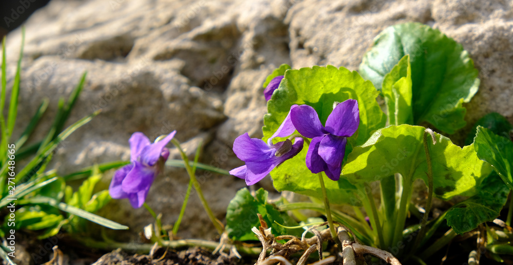 Blue violets in the forest Viola odorata, Wood violets flowers, sweet ...