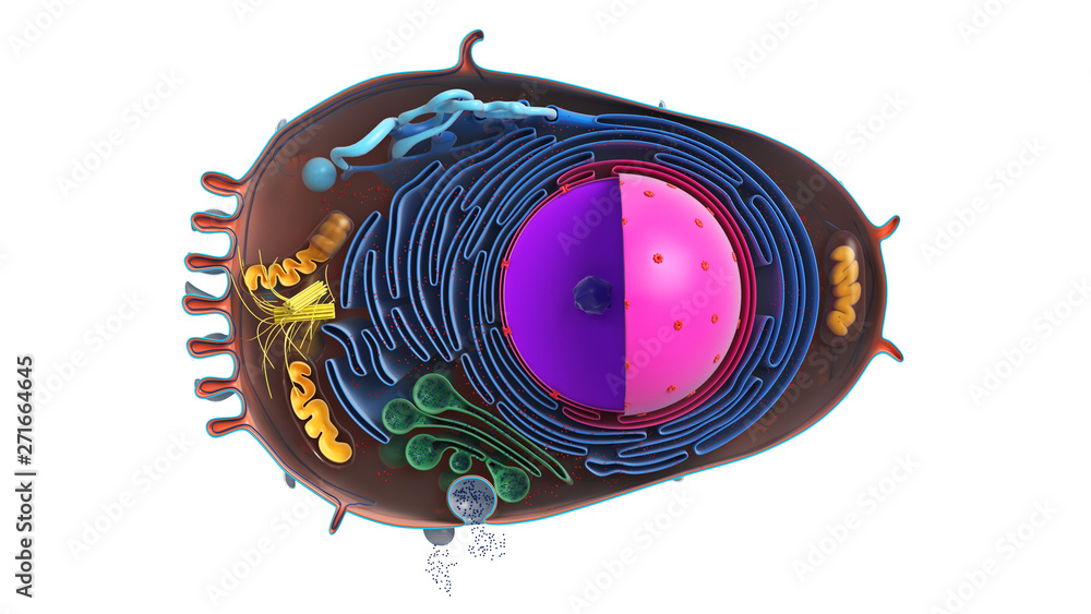 Animal cell in section, multi-colored, top view. 3D rendering Stock ...