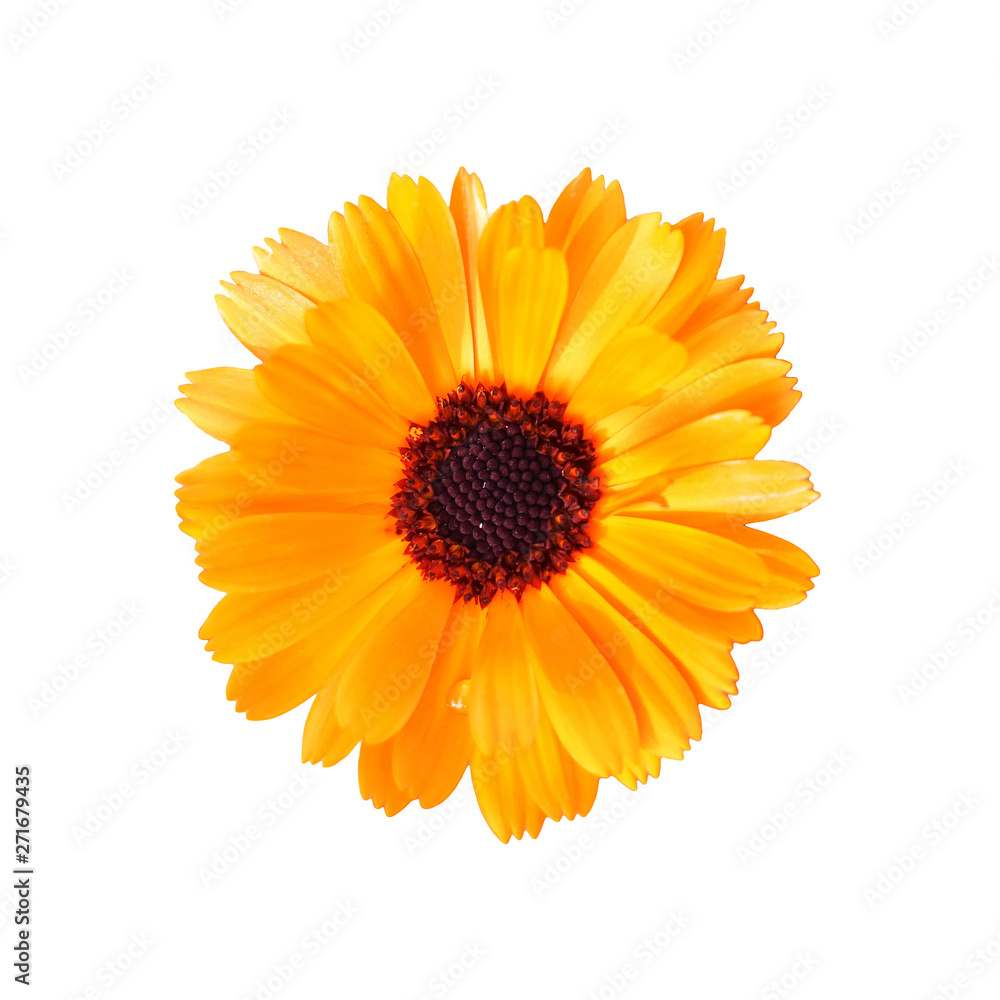 Calendula isolated on white background Stock Photo | Adobe Stock