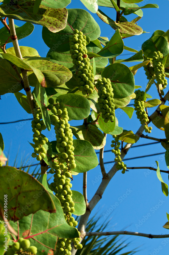 Bunches of bright green sea grapes clusters growing wild and hanging ...
