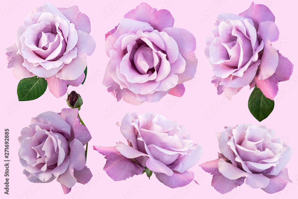 flat lay of pink and purple roses flowers arranged in square on rose ...