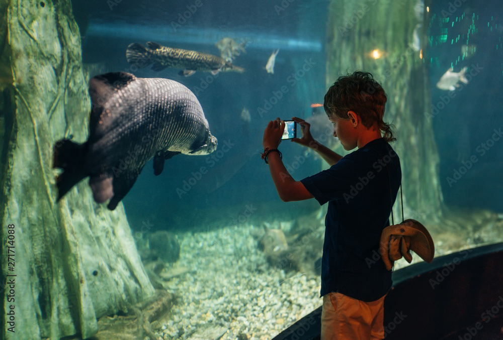 Little boy using a phone taking a photo of arapaima gigas, also known ...