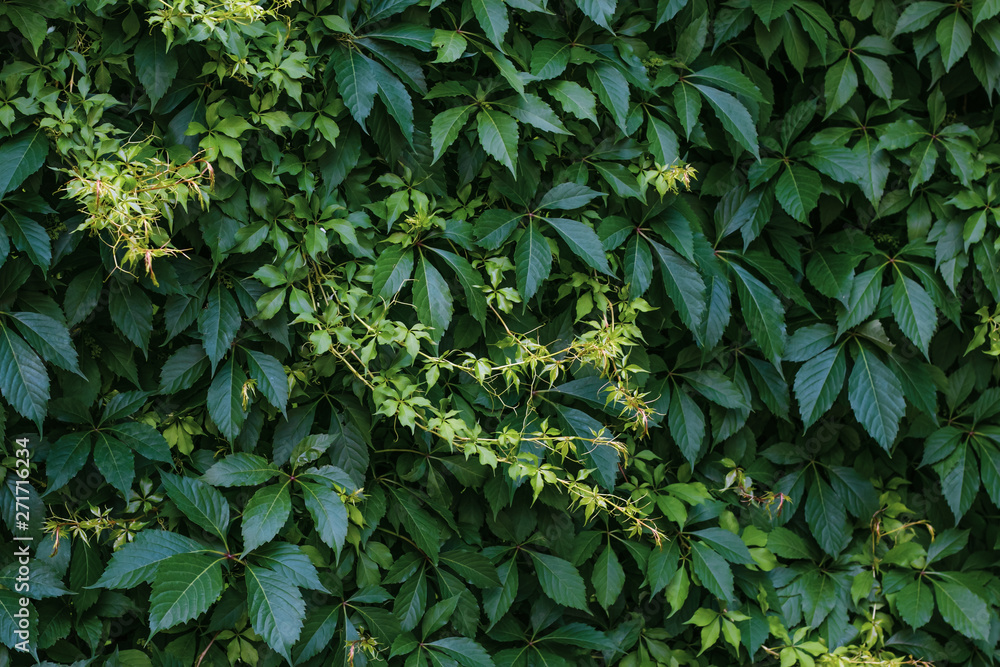 Ampelopsis Parthenocissus Planch. Vitis, quinquefolia creeper vine ...
