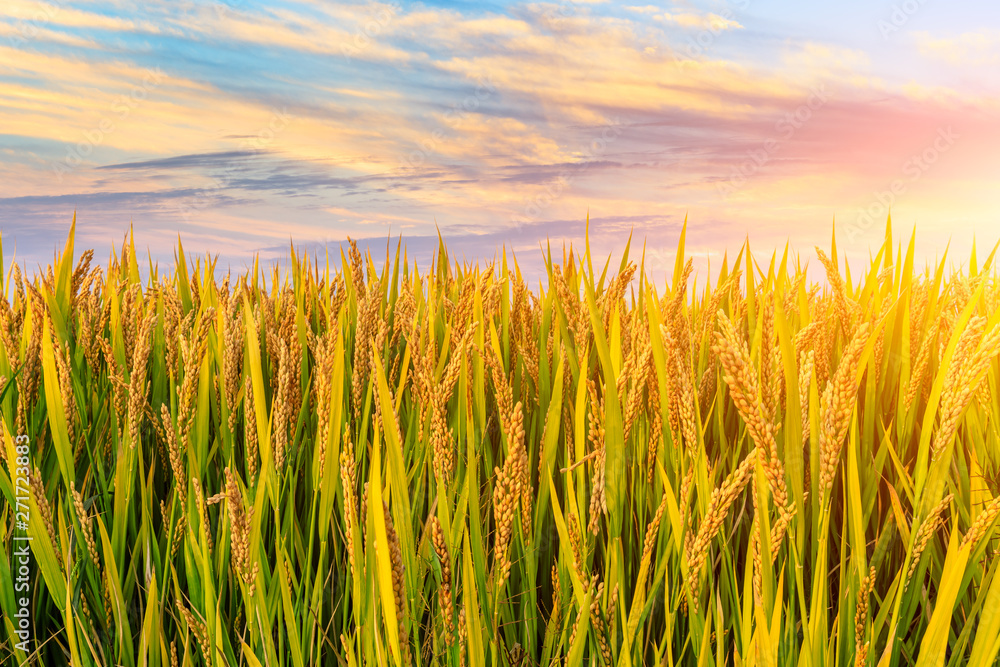Ripe rice field and sky background at sunset time with sun rays Stock ...