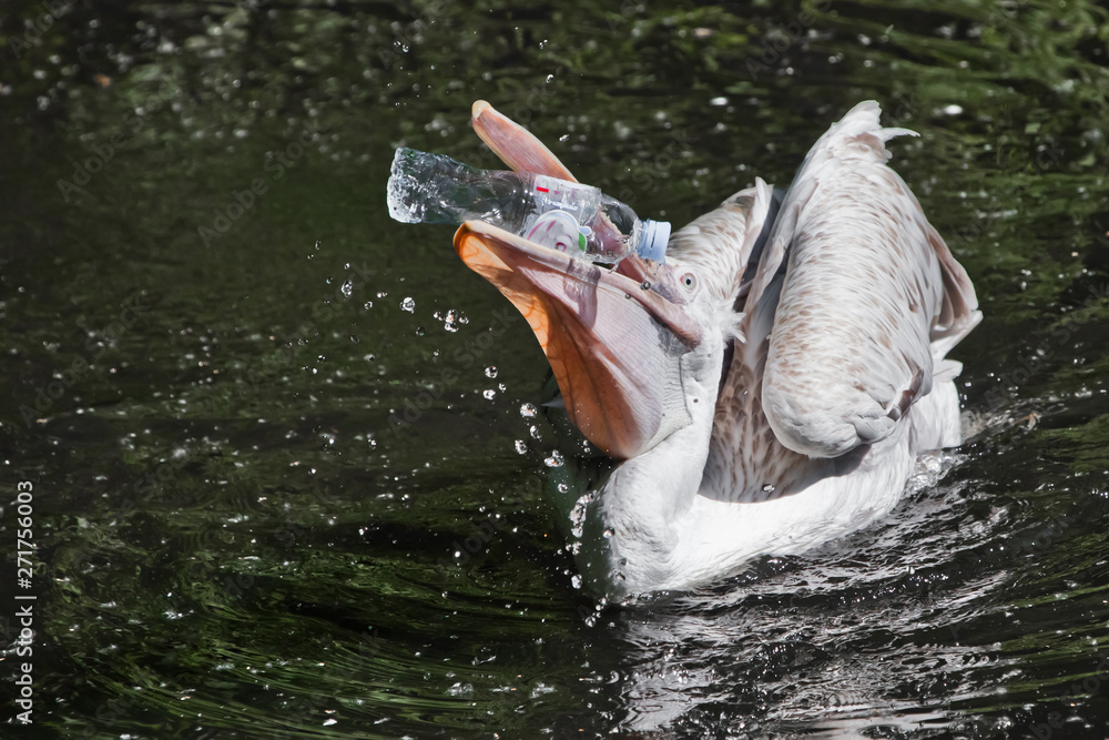 A plastic bottle in the mouth of a pelican bird ( problem of water ...