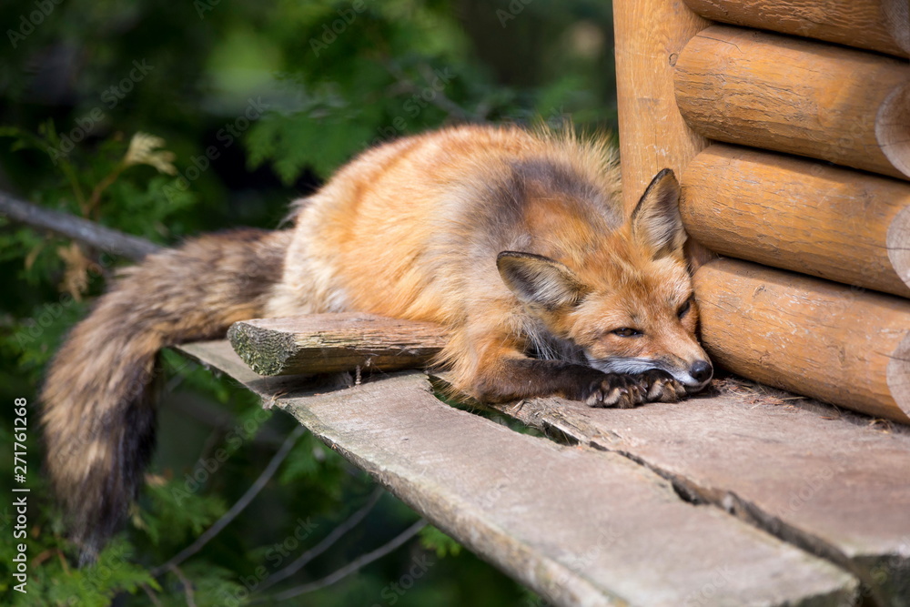 Handsome red fox relaxing with eyes half open on its platform in a ...