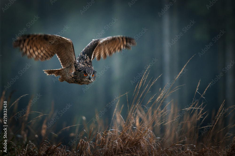 Eagle owl flying in the night forest. Big night bird of prey with big ...