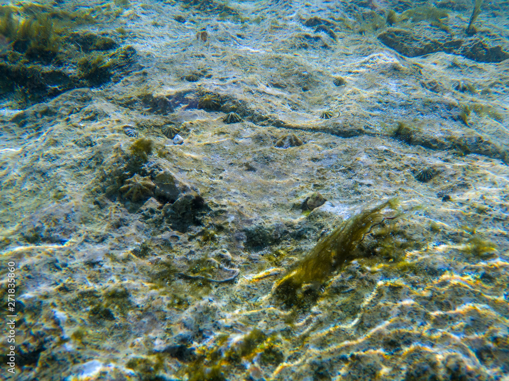 Rock underwater with seashell and fish in hole, underwater photo ...