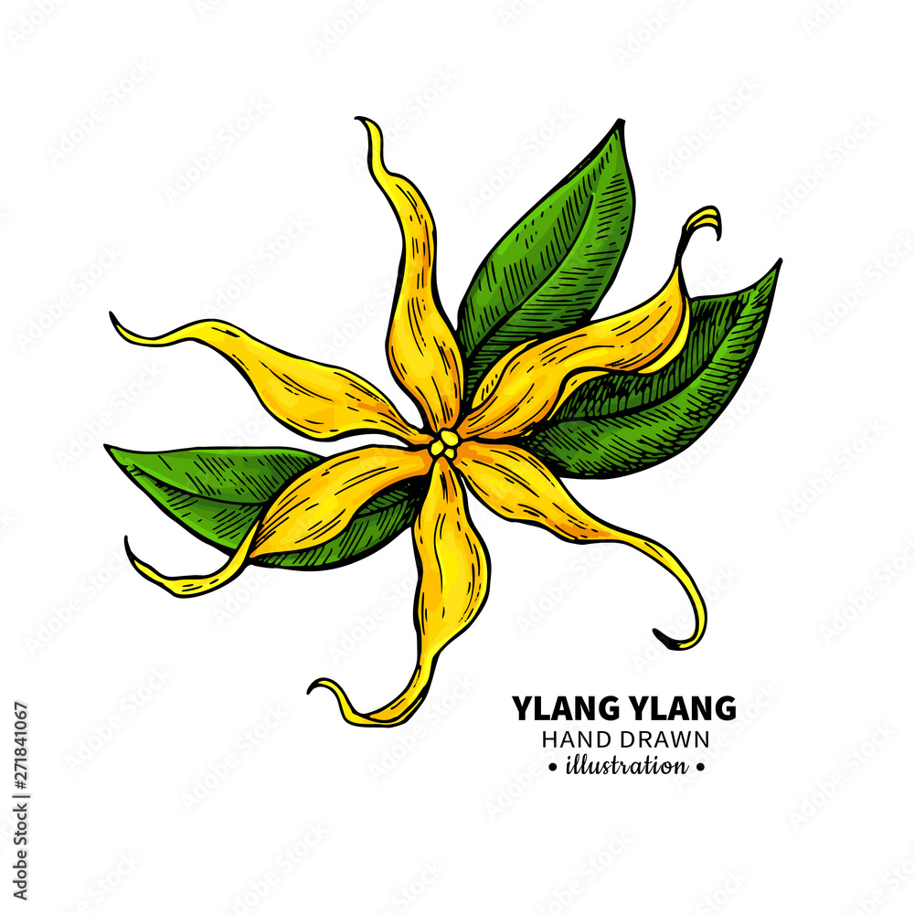 Ylang ylang vector drawing. Isolated vintage illustration of medical ...