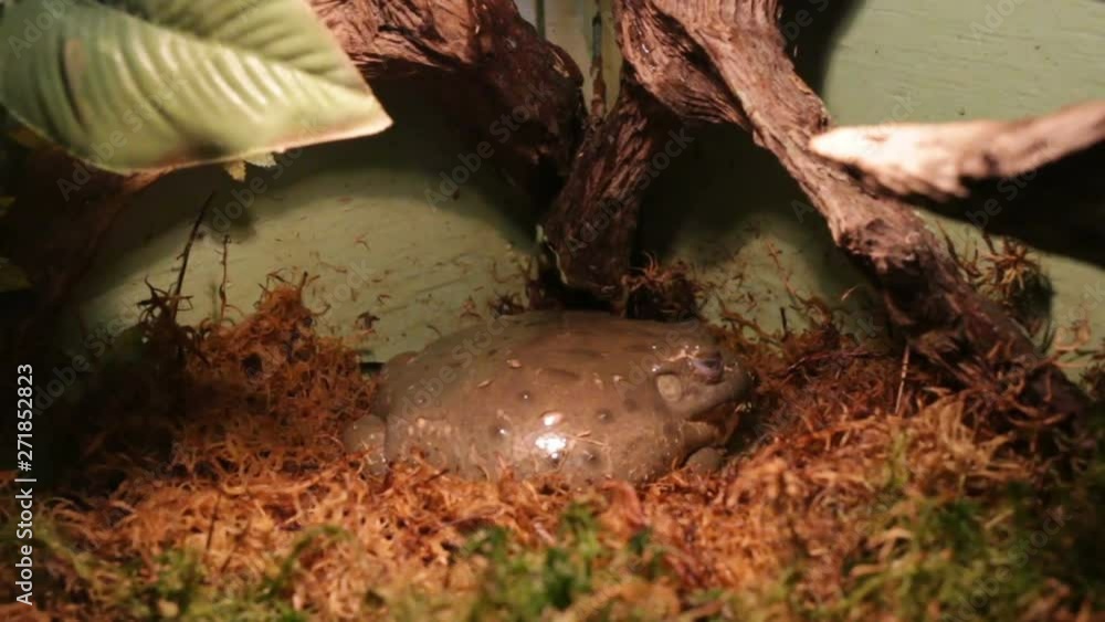 African bullfrog (Pyxicephalus adspersus) is not poisonous, omnivorous ...