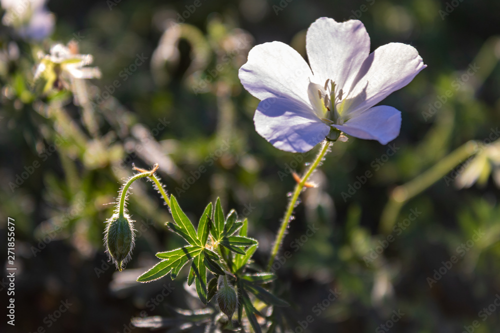 Close up of white bloody cranesbill (Geranium sanguineum), also known ...