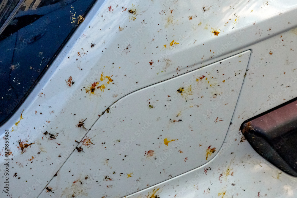 the killed insects on car bumper, at the movement of the car at night ...
